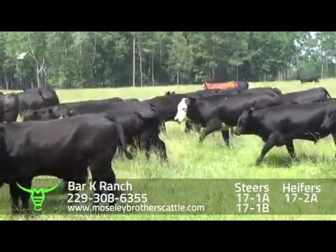 BAR K RANCH: AL SAFE Sale 08/07/14 - Moseley Brothers Cattle HD