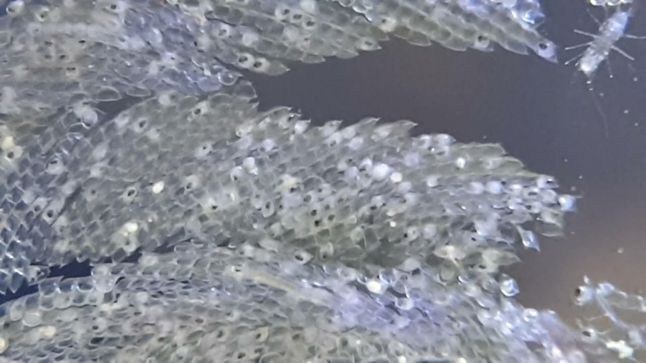 gammarus(?) eat Nassarius Snail eggs (3/3)