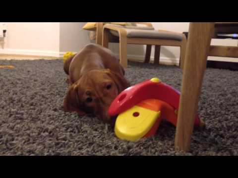 Vizsla puppy mastering the Kyjen dog brain game!