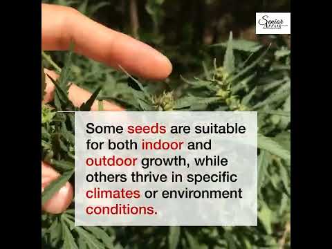 Essential Factors to Consider When Buying Marijuana Seeds: Your Guide to Successful Cultivation!