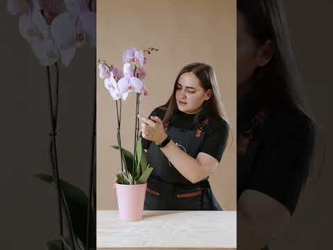 🌸 Ce să faci cu tija orhideei după ce florile cad? Descoperă secretul! 🌿