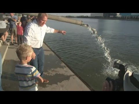 It's a Thanksgiving trout tradition at Tempe Town Lake