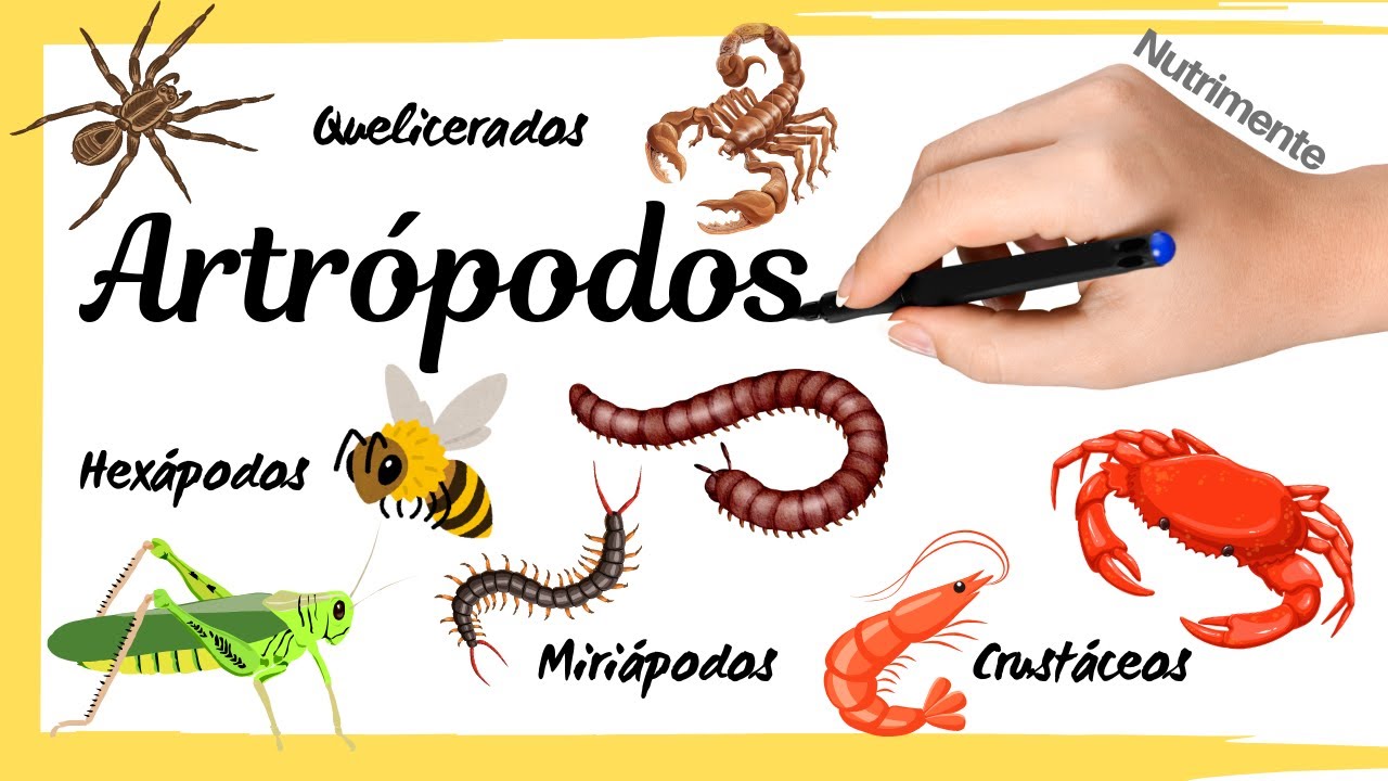 Phylum Arthropoda (Chelicerates, Crustaceans, Insects and Myriapods)
