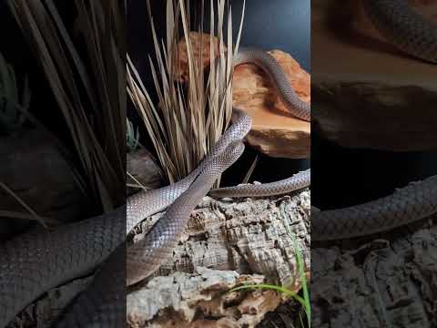Nuru the #venomous rufous beaked #snake . #pets #cute #animals #shorts #trending #viral #popular