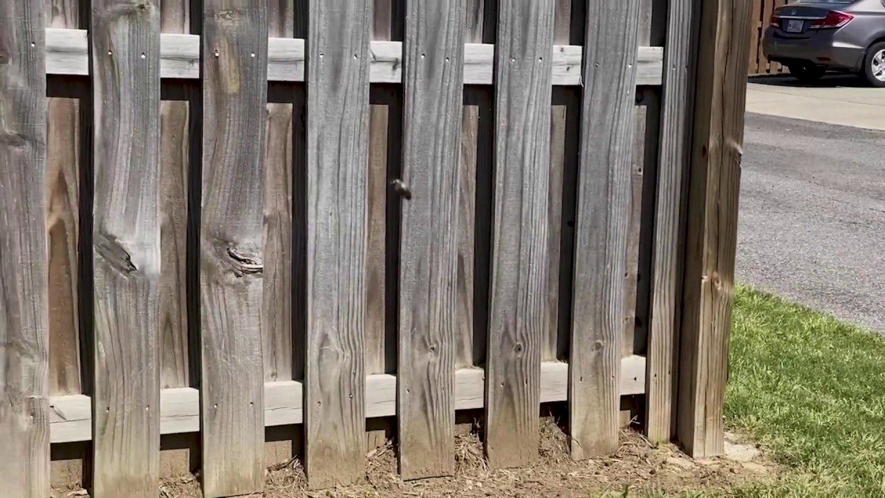 Rebecca Johnson's Isolation Observations - Eastern Carpenter Bee