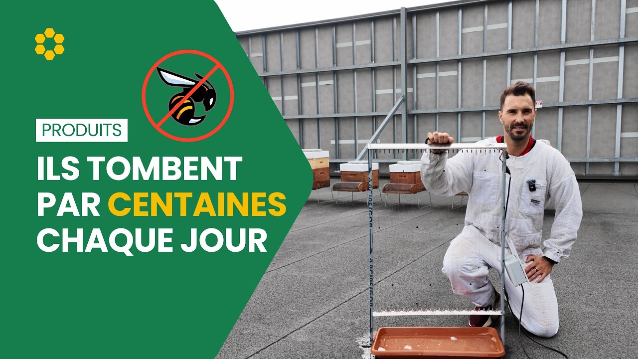 La harpe électrique qui foudroie des centaines de frelons asiatiques par jour ! 😮⚡ #frelonasiatique