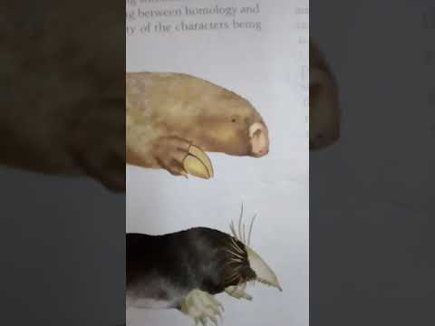 biology(morphological and molecular homologies)