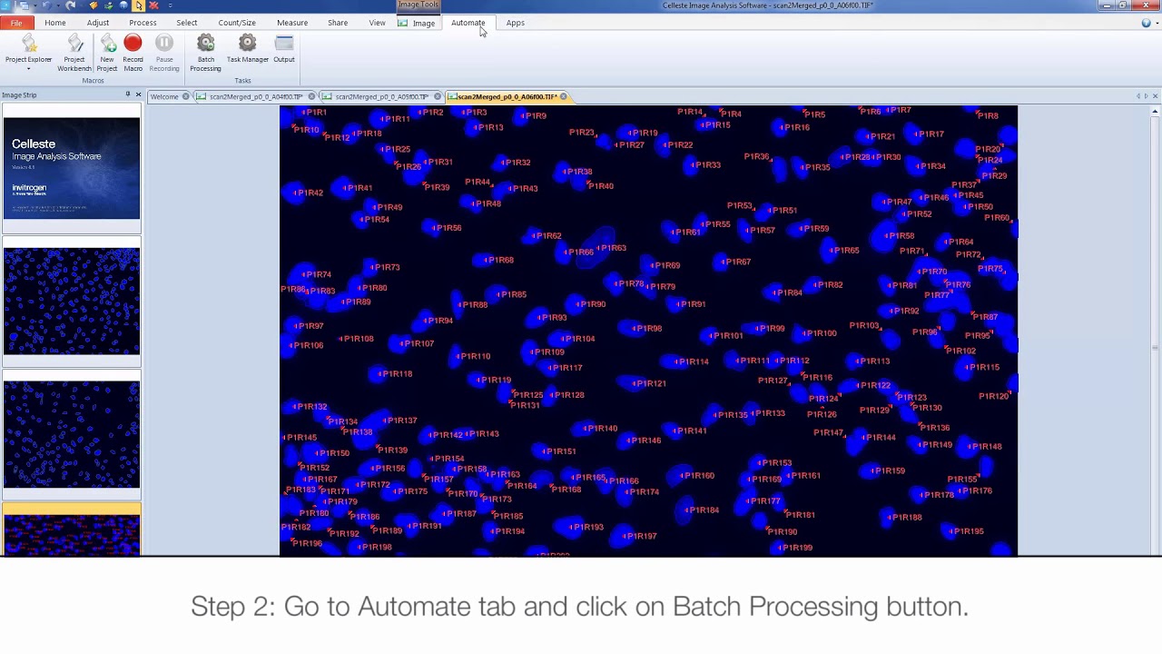 Batch processing: Celleste Image Analysis Software