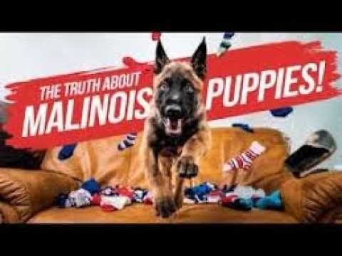 The One Thing That Finally Made My Malinois Obey