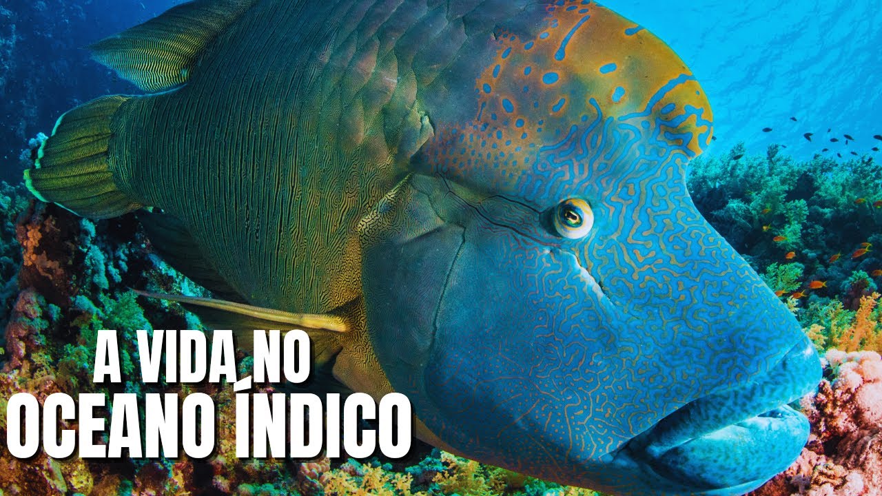 Oceano Índico: Paraíso Perdido da Biodiversidade Marinha | Documentários do Fundo do Mar