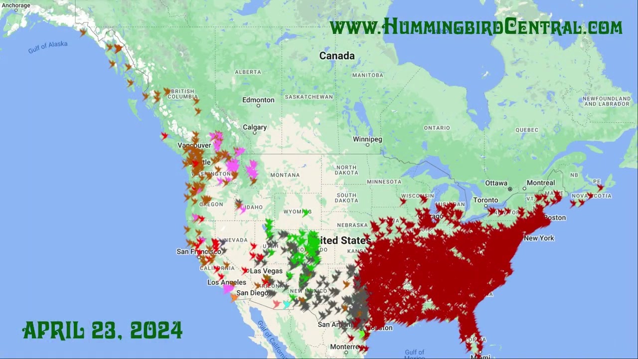 Hummingbird Spring 2024 Migration Animation