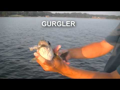 Chris Newsome Fishing 12 Aug 2013