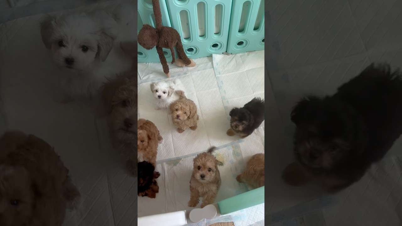 Highs & Lows with Maltipoo puppies #puppies #puppy #dogs #dogshorts #maltipoo #cute #shorts