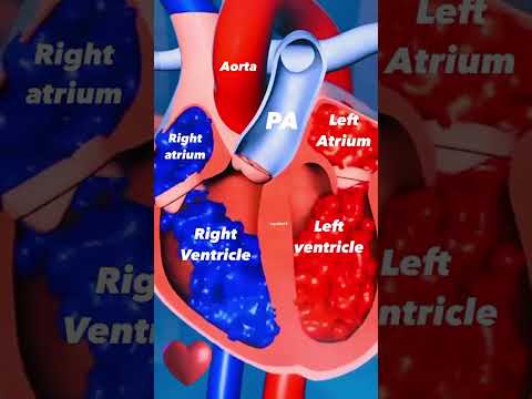 THE HEART AND ITS FOUR CHAMBERS: