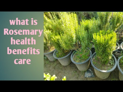 All About Rosemary plants. Care Tips , Urdu, Hindi