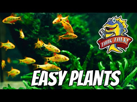 What Are The Easiest Plants For Aquariums?