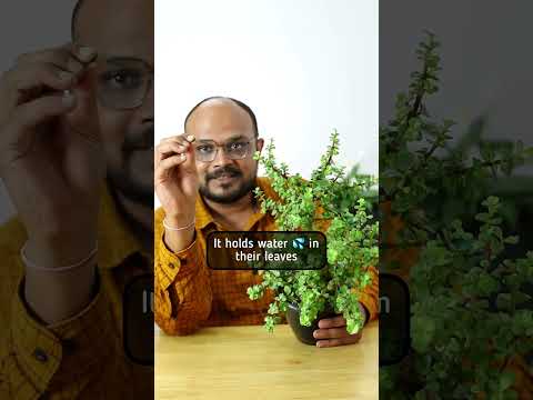 Jade Plant - Part 2 Is Jade an indoor plant #gardening #houseplants #indoorplants #lazygardener