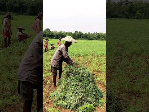 See Why Weeding ie Necessary #shorts