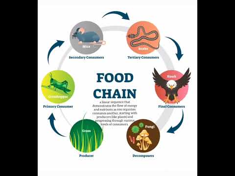 What is food chain?? #biology