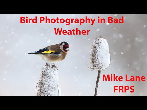 Bird Photography in Bad Weather