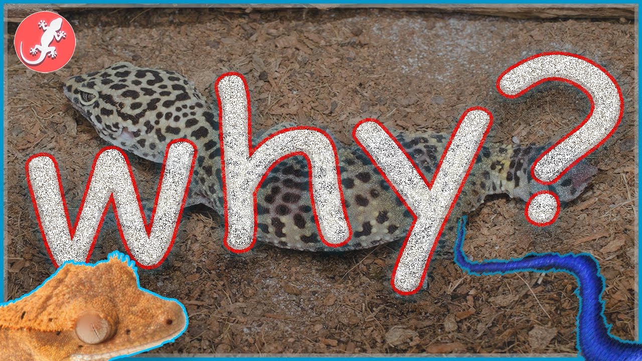 Why Do Lizards Drop Their Tails?