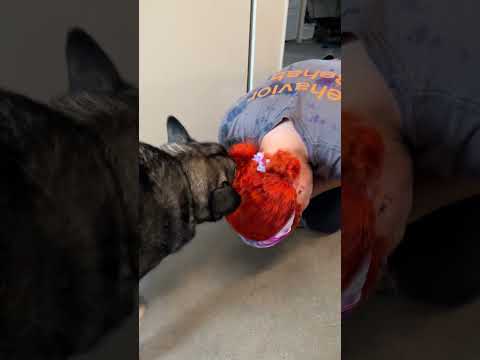 What's Better Than #adoptabledog Conde's #snorfeling ?