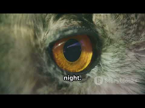Animals of The Night: What Are Some Of The Animals That Come Out In The Dark?