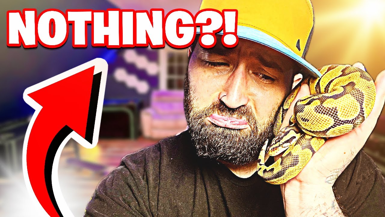 Do Ball Pythons Feel Fear Trust?! NOT What You Think!