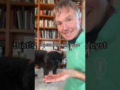 How you can tell if your dog has Cancer