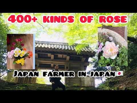 Amazing 400+ kinds of rose 🌹 here in japan 🇯🇵 ( ROSE 🌹 FESTIVAL)2022 #ofwjapan #proudfarmer