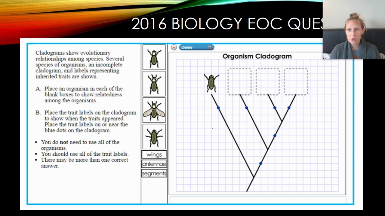 ESL-Cladogram Practice