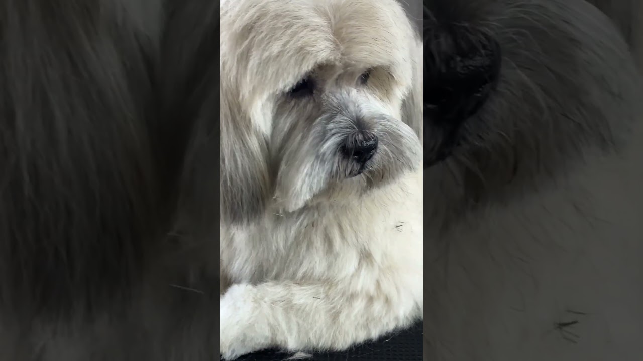 Lhasa apso grooming #pets #groominglife #dogbreed #grooming