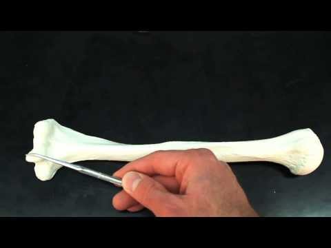 Exploring the Humerus: The Arm's Key Bone! 🦴 #Anatomy
