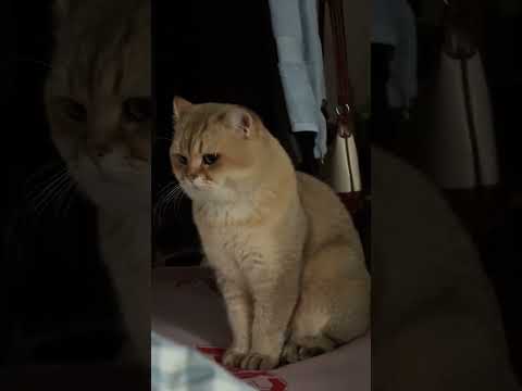 #猫咪 #记录猫咪日常 #撸猫第一视角 乖宝宝❤️