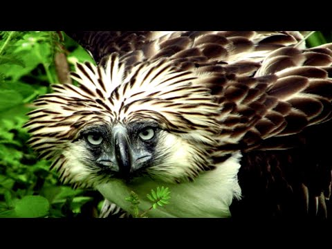 Cheel aur Baaz me antar | Difference Between Eagle And Hawk | Who is more powerful ?