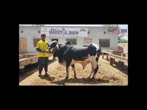 CHOLISTANI BACHRA | BHAIJAAN CATTLE FARM | #shortvideo #youtubeshorts #cow