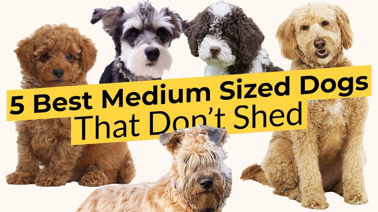 5 Best Medium Sized Dogs That Don't Shed 🐶🔴 2024 🔴