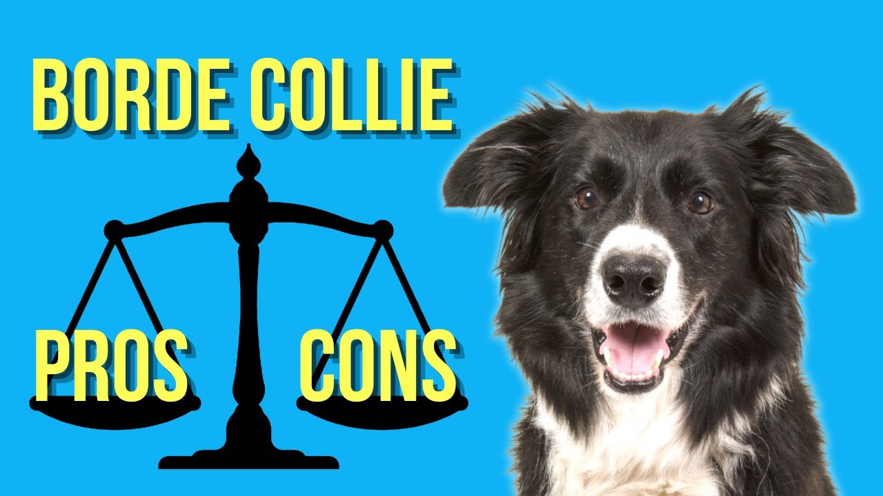 Border Collie Pros and Cons ( You Need To Know )