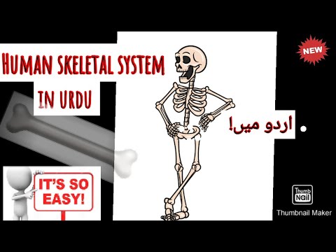 Human skeletal system in urdu, hindi #bones, skeleton, bone, bone marrow, cartilage, long bones
