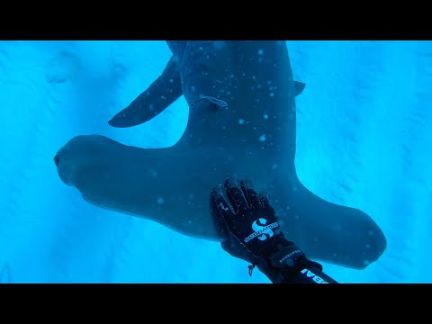GREAT HAMMERHEAD SHARK - SHARKFINCAM - ANDY BRANDY CASAGRANDE IV - ABC4EXPLORE
