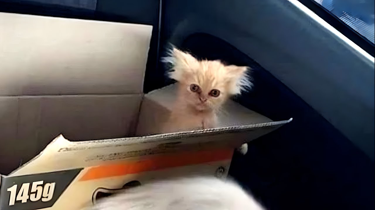 stinky little gremlins