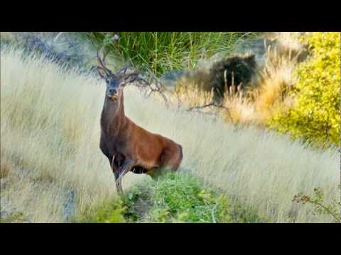 Wild New Zealand Animal Images