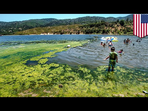 Blue-green algae: Toxic cyanobacteria in lakes and rivers could lead to health hazards - TomoNews