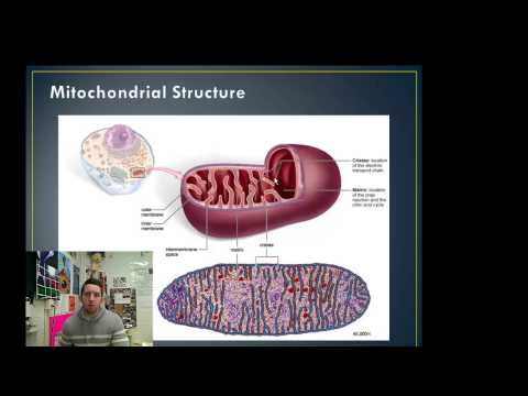 The Acetyl CoA Step