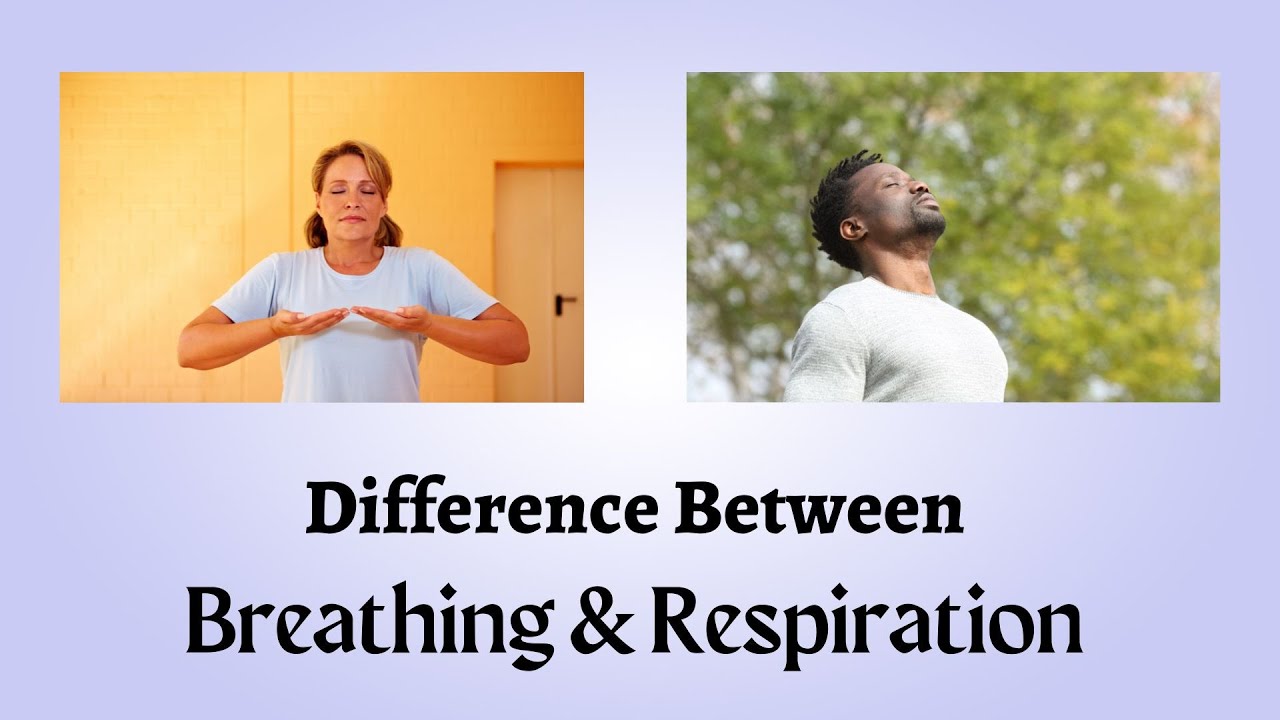 Difference Between Breathing and Respiration | Breathing vs Respiration: Know the Difference!