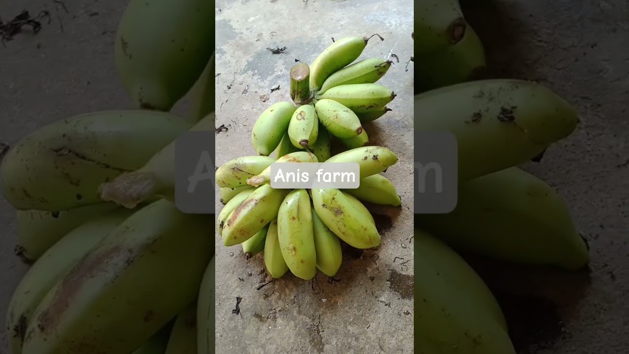Pisang Rajo Sarai super #pisang #buahpisang #pisangunggul #pisangraja #petanipisang