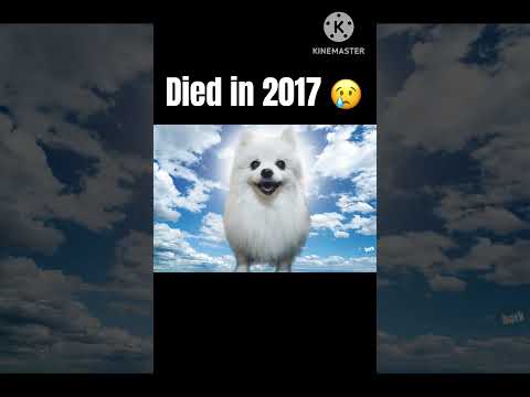 Famous cats and dogs that have died 😢 #HammyandOlivia #gabethedog #grumpycat #matthewwells