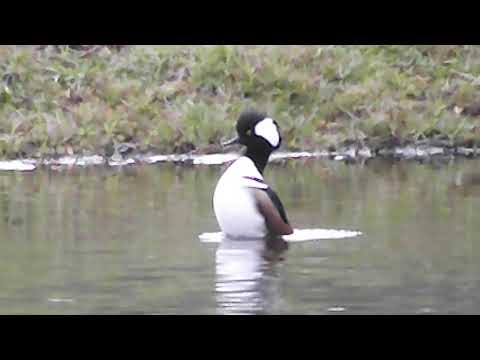 Male and Female Wood Ducks