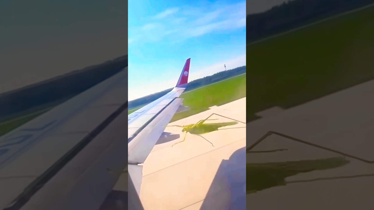 Bug Wants To Fly Too 😂