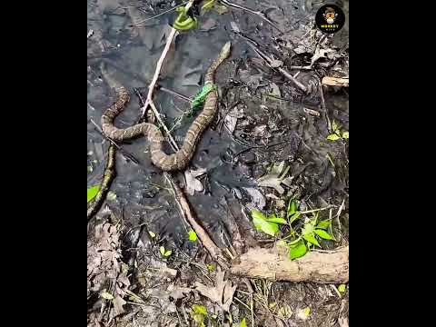 Why are snakes attracted to sandalwood trees ? | #facts #viralvideo #video #reels #shorts